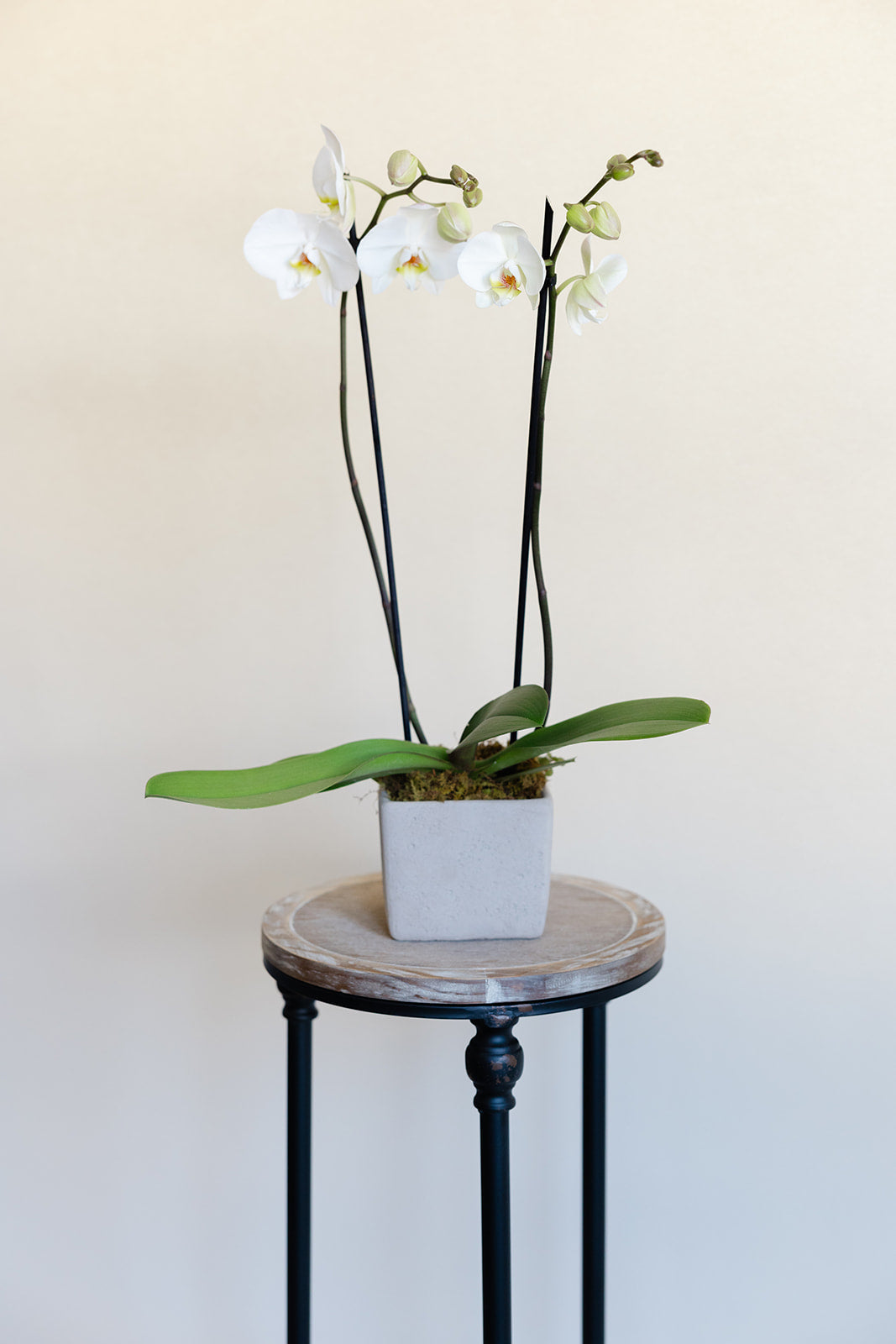 Elegant Orchid Cube Planter – Green Valley Floral Design