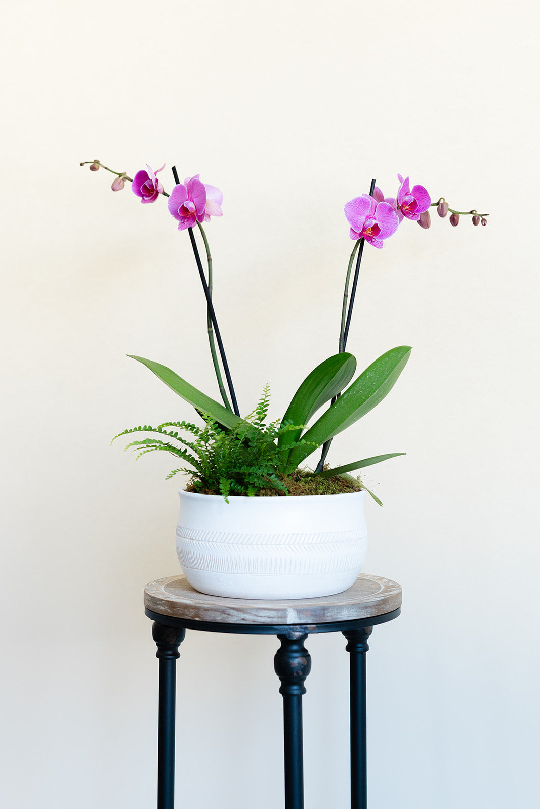 Phalaenopsis Orchid and Fern Planter – Green Valley Floral Design